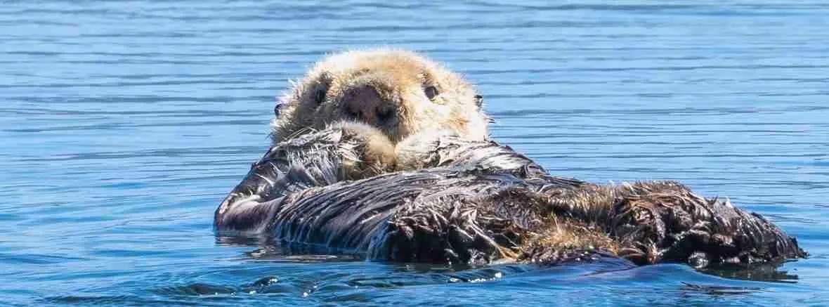 Sea Otters vs Seals vs Sea Lions: Who’s Who in Marine Mammals? - Sea O